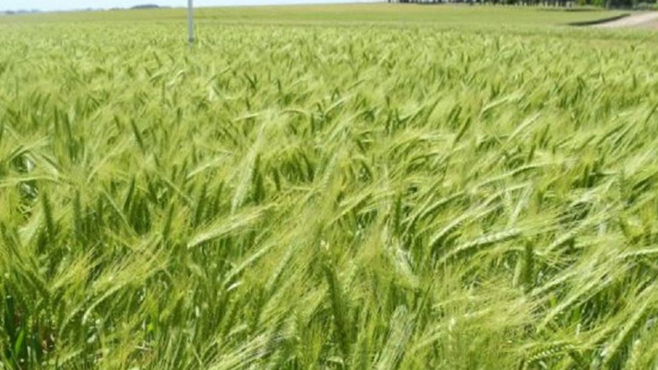 Comienza la cosecha de cebada